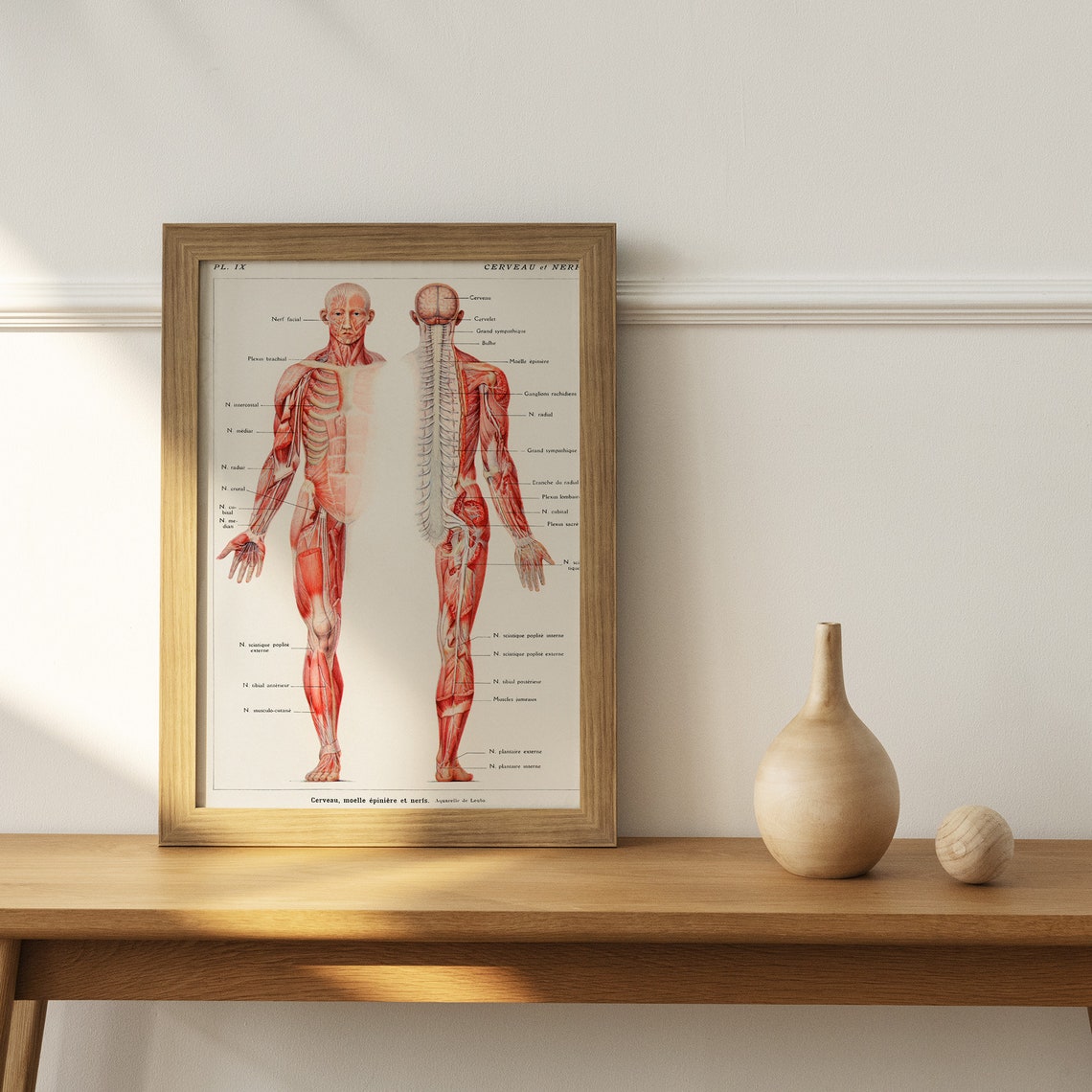 Human Nervous System Vintage Poster Human Nervous System - Etsy