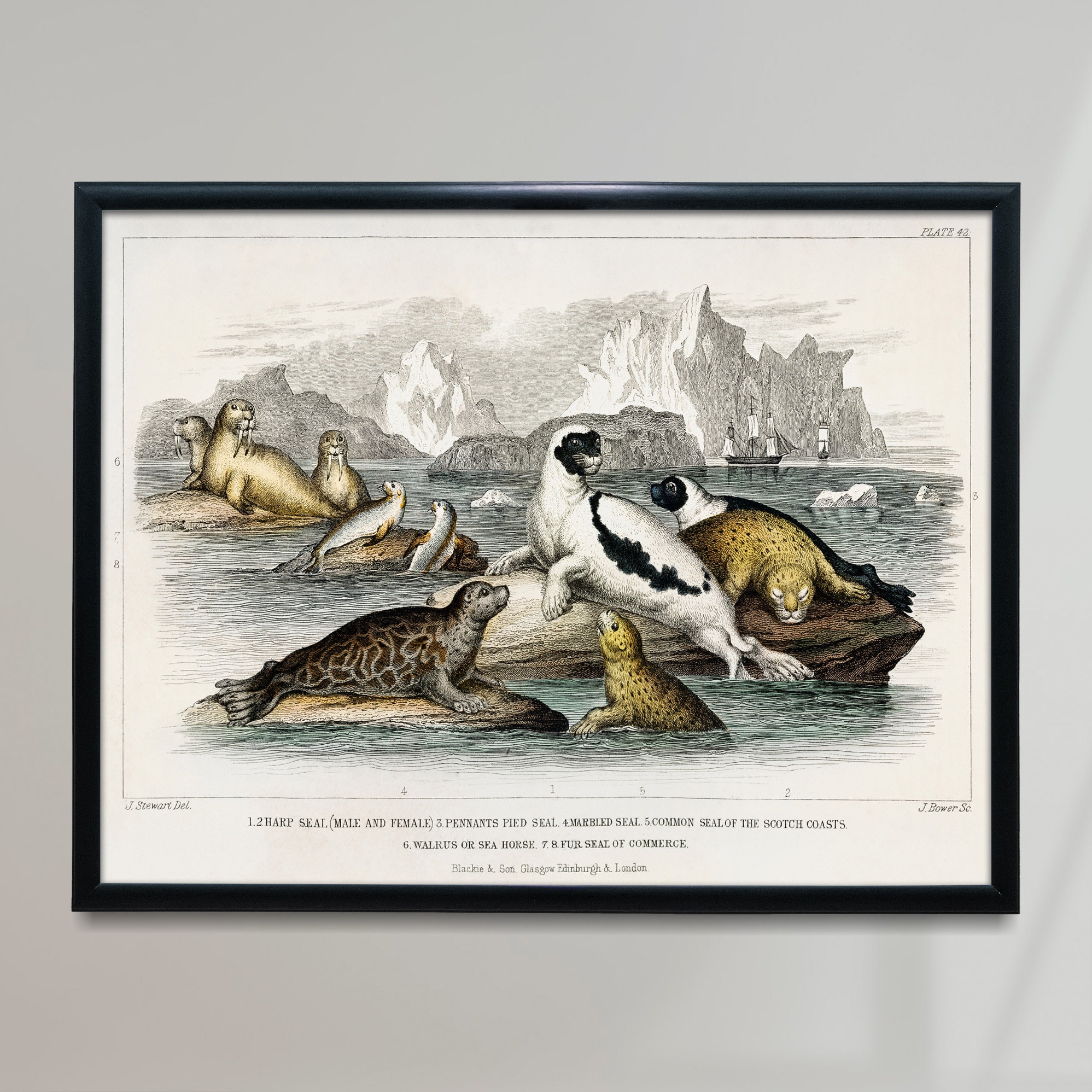 Seals in the Ocean Vintage Poster Various Species of Seals - Etsy