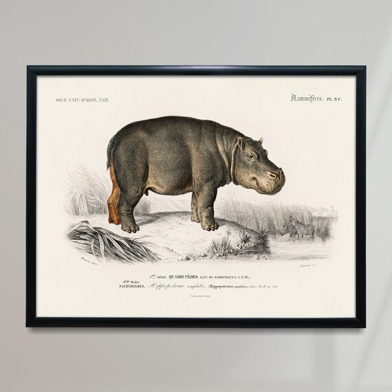 Hippopotame Amphibie Vintage Poster Hippopotamus Retro Print - Etsy