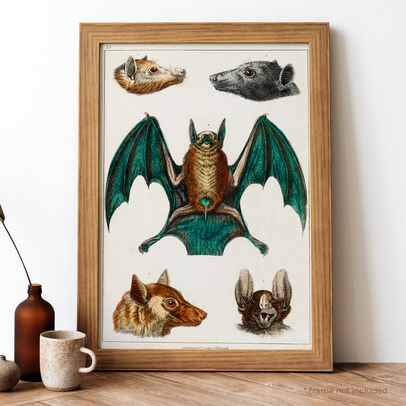 Collection of Bats Vintage Poster Various Types of Bats Retro - Etsy