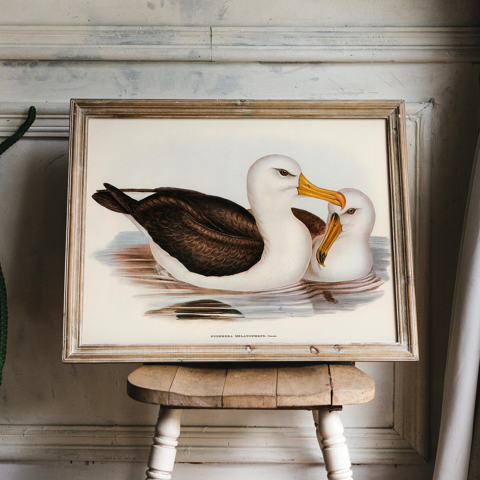 Black-eyebrowed Albatros Vintage Poster Albatrosses in the - Etsy