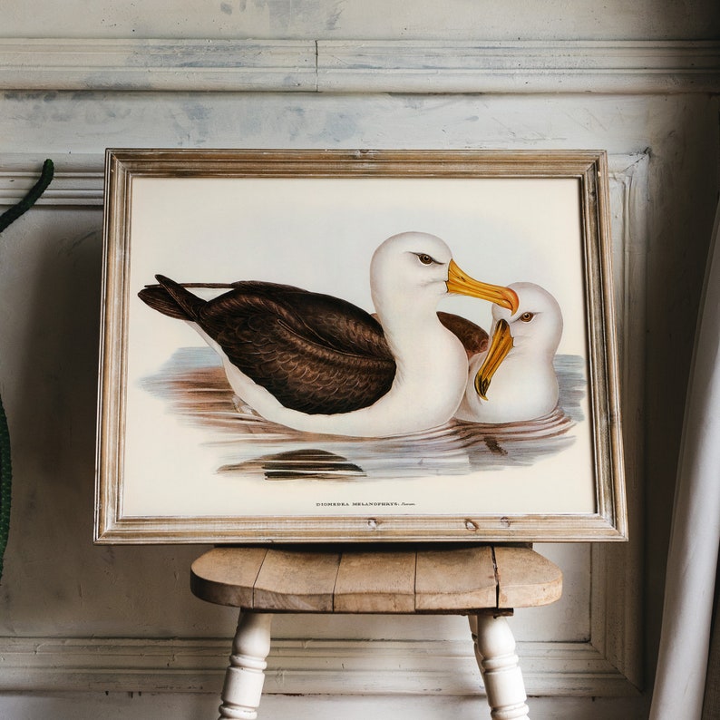 Black-eyebrowed Albatros Vintage Poster Albatrosses in the - Etsy