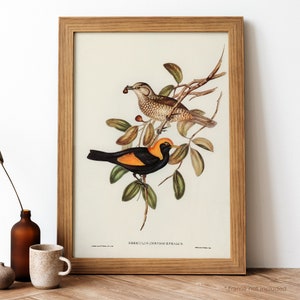 Set of 6 Vintage Birds Posters, Retro Birds Ads, Birds Antique Prints ...