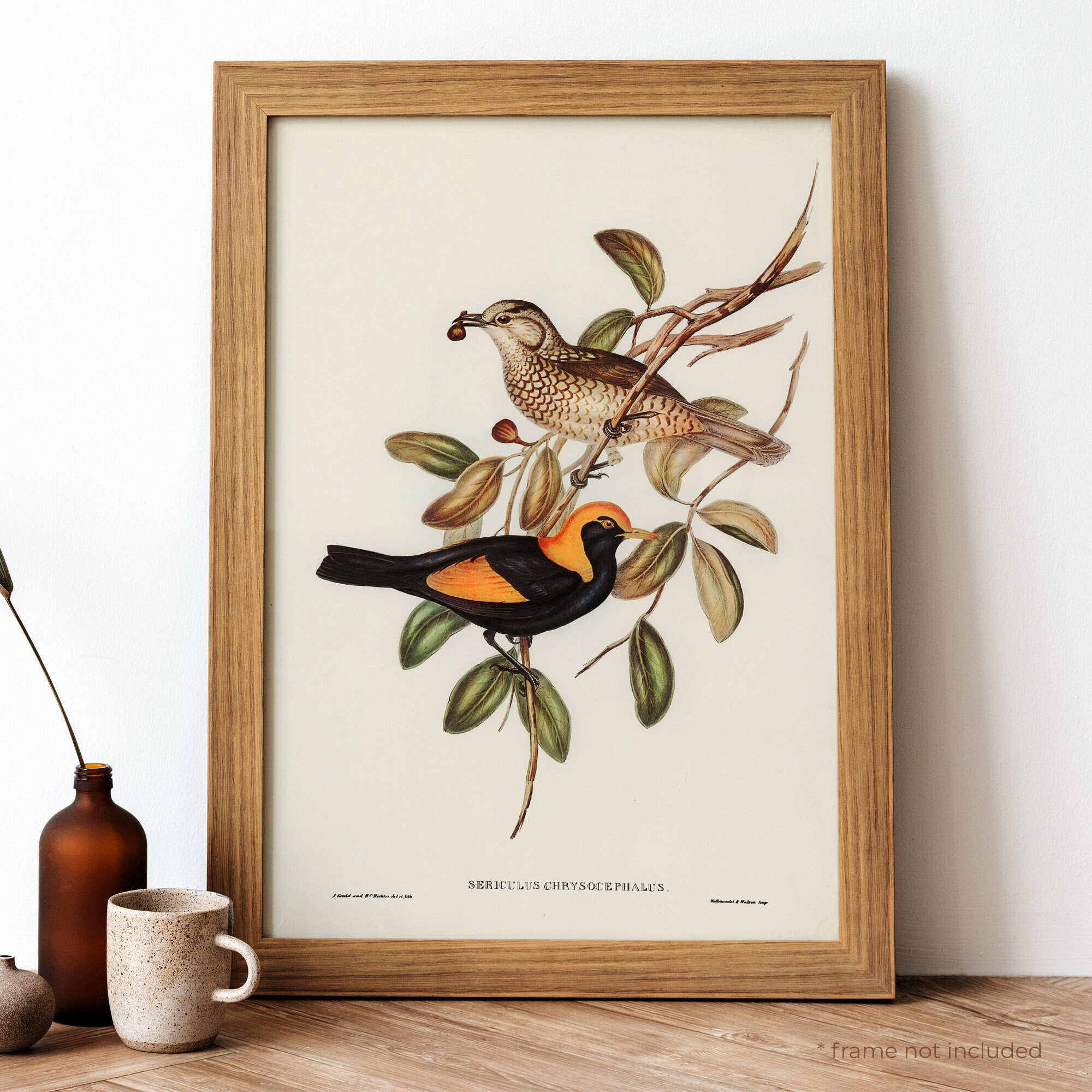 Set of 6 Vintage Birds Posters, Retro Birds Ads, Birds Antique Prints ...