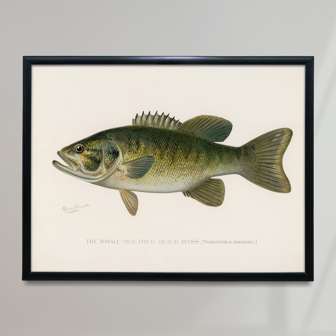 Small-mouthed Black Bass Vintage Poster, Striped Fish Retro Print ...