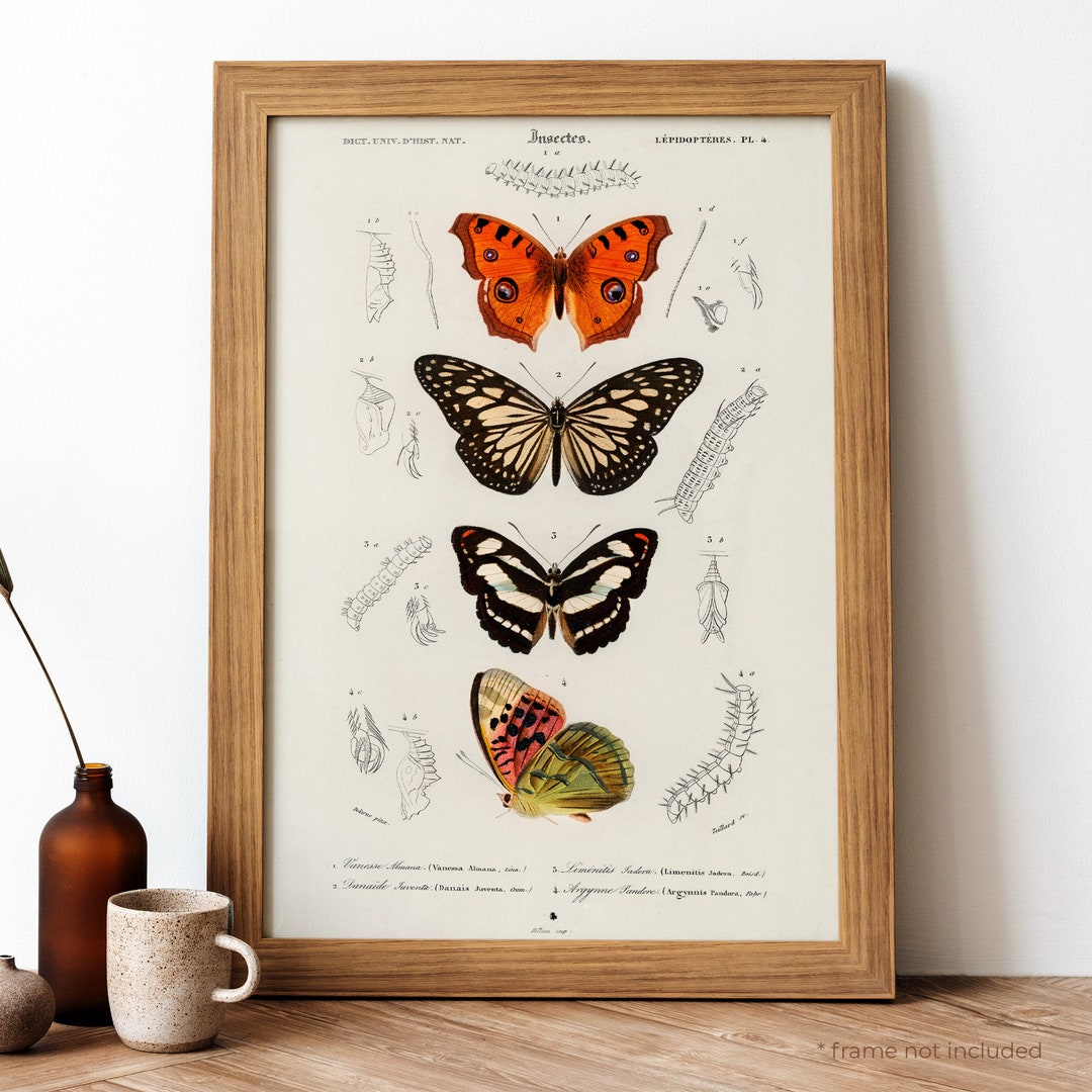 Collection of Butterflies Vintage Poster, Butterflies Mix Retro Print ...