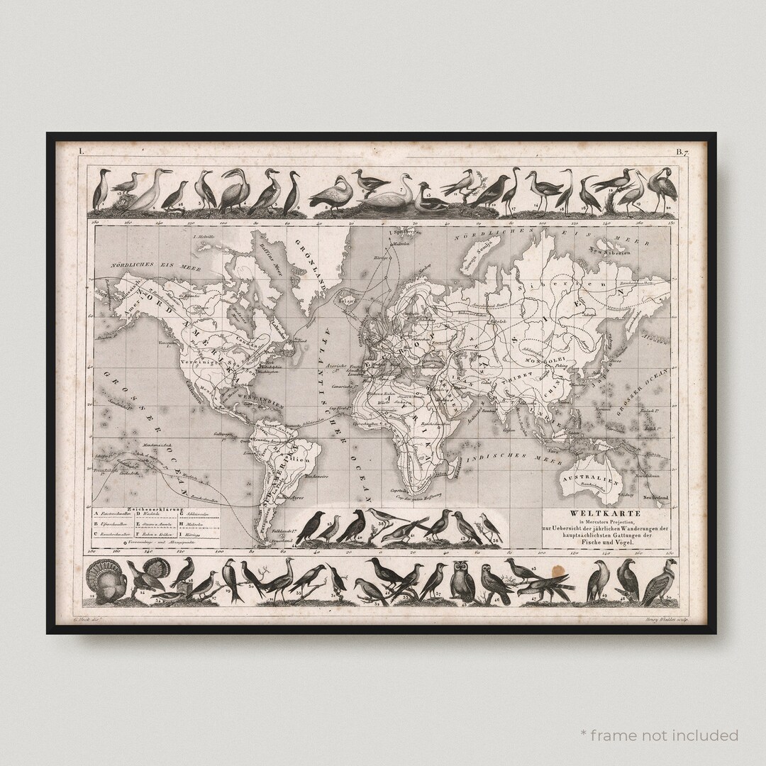 1850 Zoology. Migrations of Fishes and Birds, 19th Century Antique Map ...