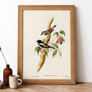 Set of 6 Vintage Birds Posters, Retro Birds Ads, Birds Antique Prints ...