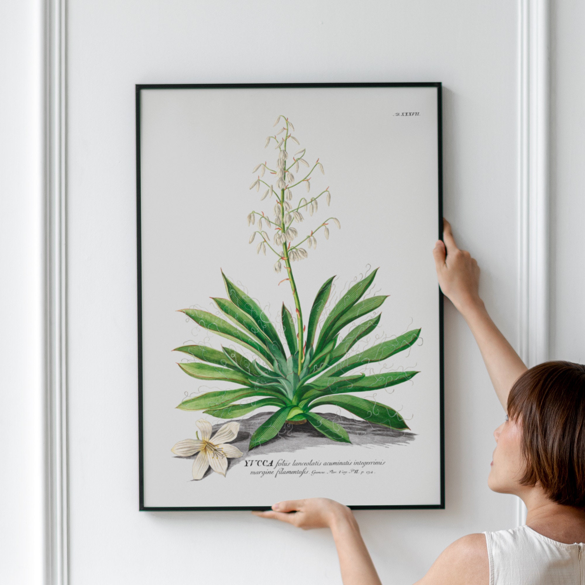 Yucca Vintage Poster Yucca Plant Retro Print Yucca Plant - Etsy