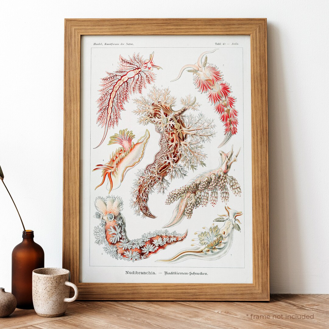 Ernst Haeckel Poster, Marine Mollusks Vintage Poster, Marine Mollusks ...