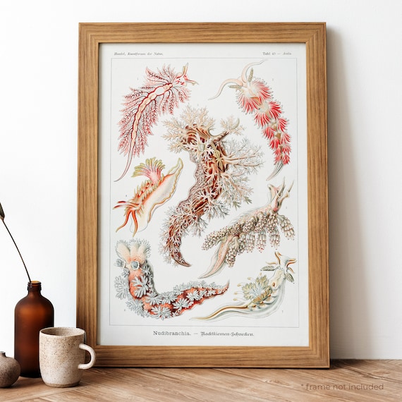 Ernst Haeckel Poster Marine Mollusks Vintage Poster Marine - Etsy