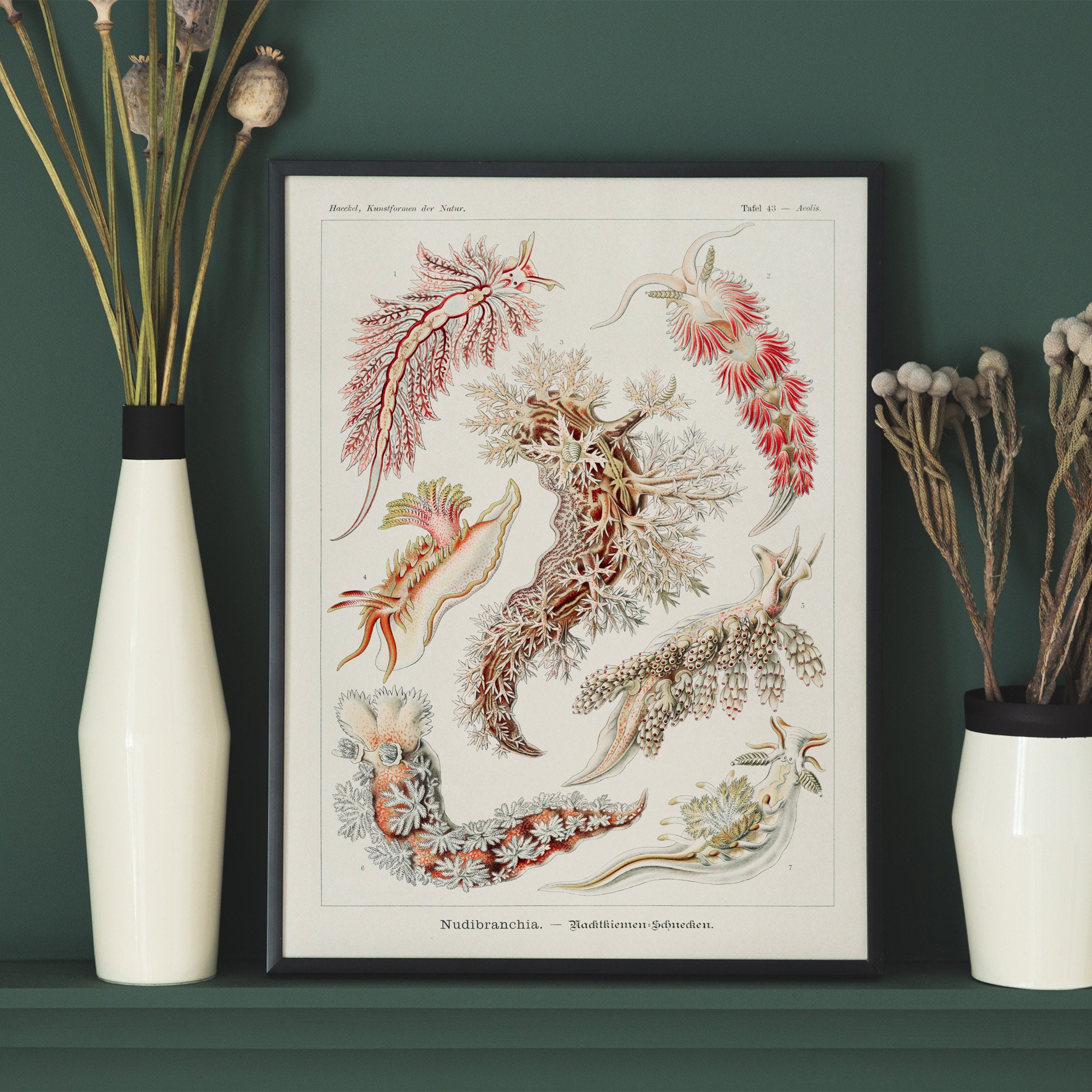 Ernst Haeckel Poster Marine Mollusks Vintage Poster Marine - Etsy