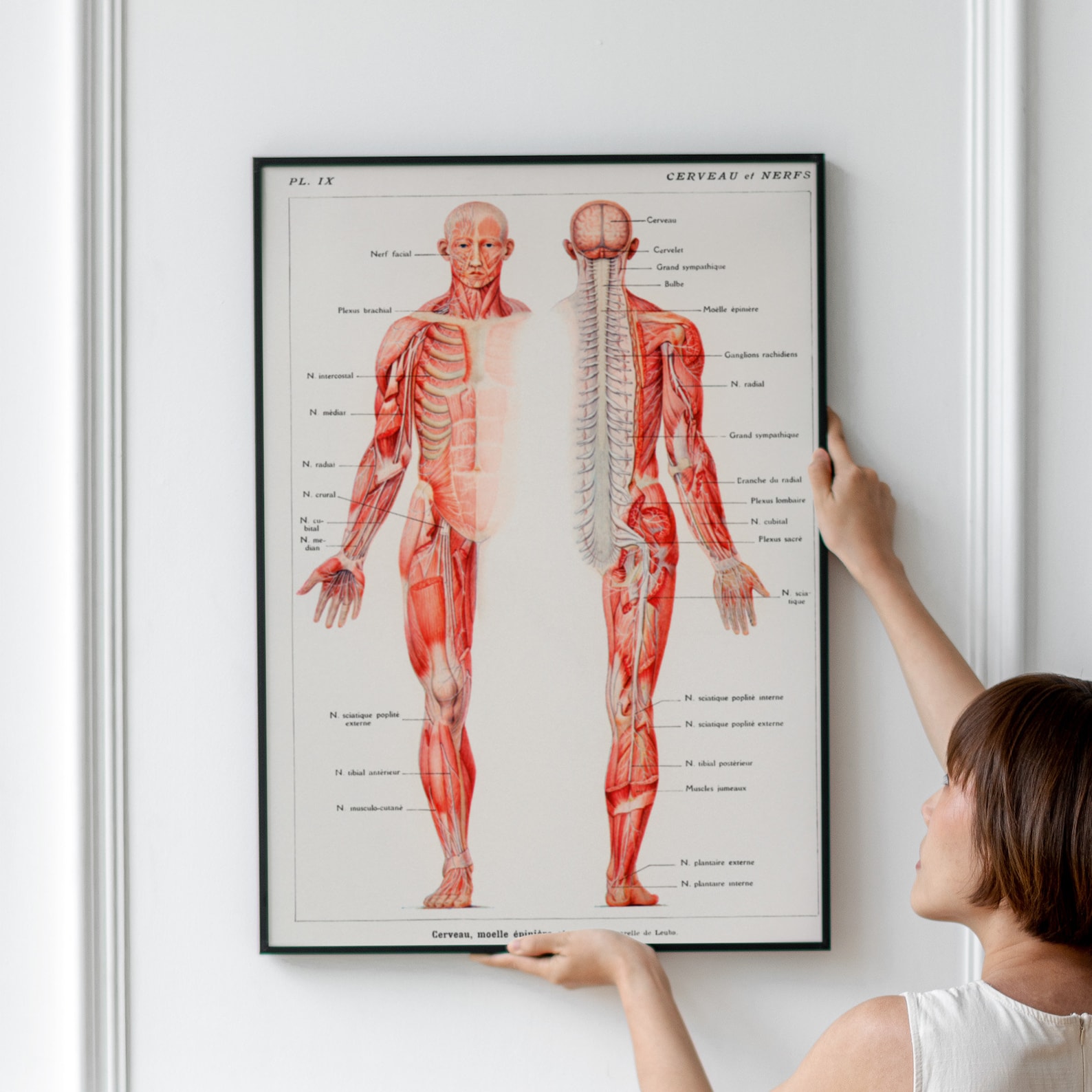 Human Nervous System Vintage Poster Human Nervous System - Etsy