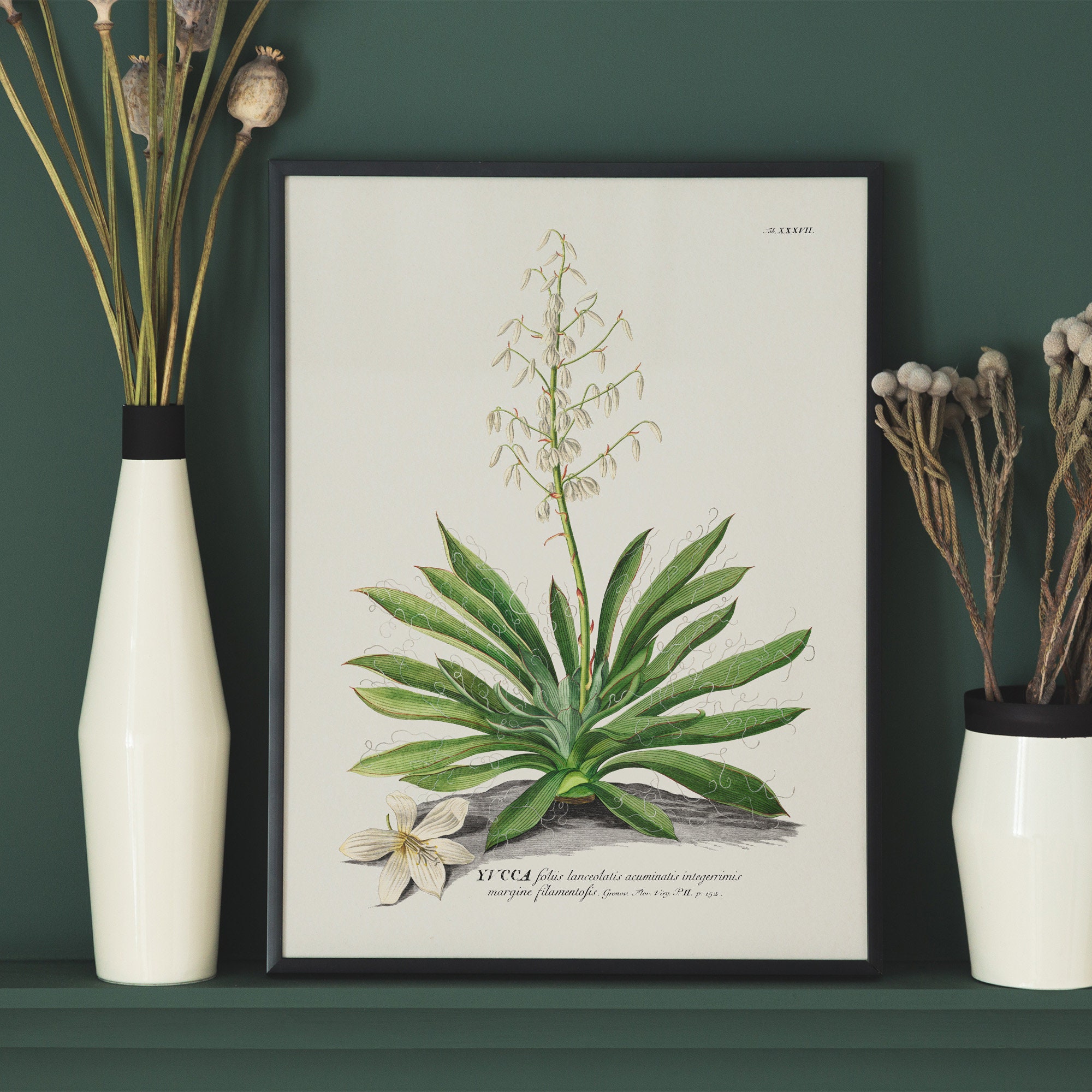 Yucca Vintage Poster Yucca Plant Retro Print Yucca Plant - Etsy