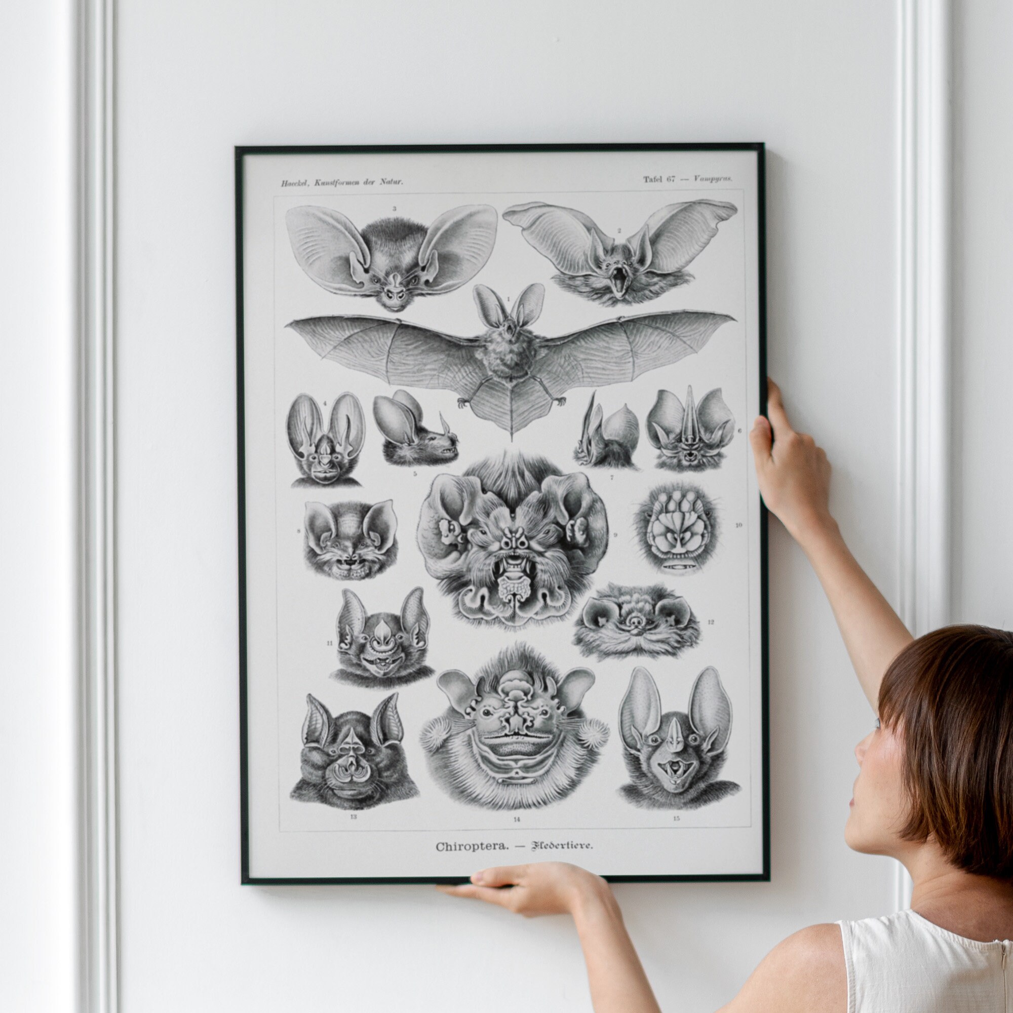 Ernst Haeckel Poster Bats Vintage Poster Bats Retro Print - Etsy