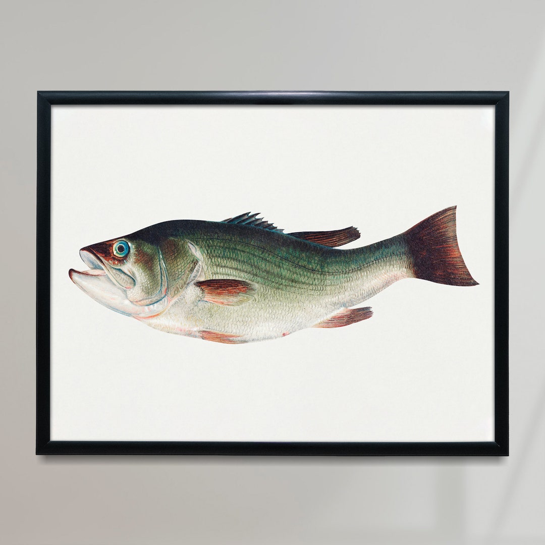 Largemouth Bass Vintage Poster, Carnivorous Fish Retro Print ...