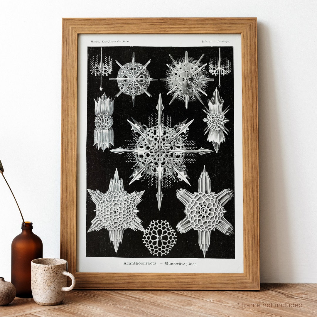 Ernst Haeckel Poster, Aquatic Animals Vintage Poster, Aquatic Animals ...