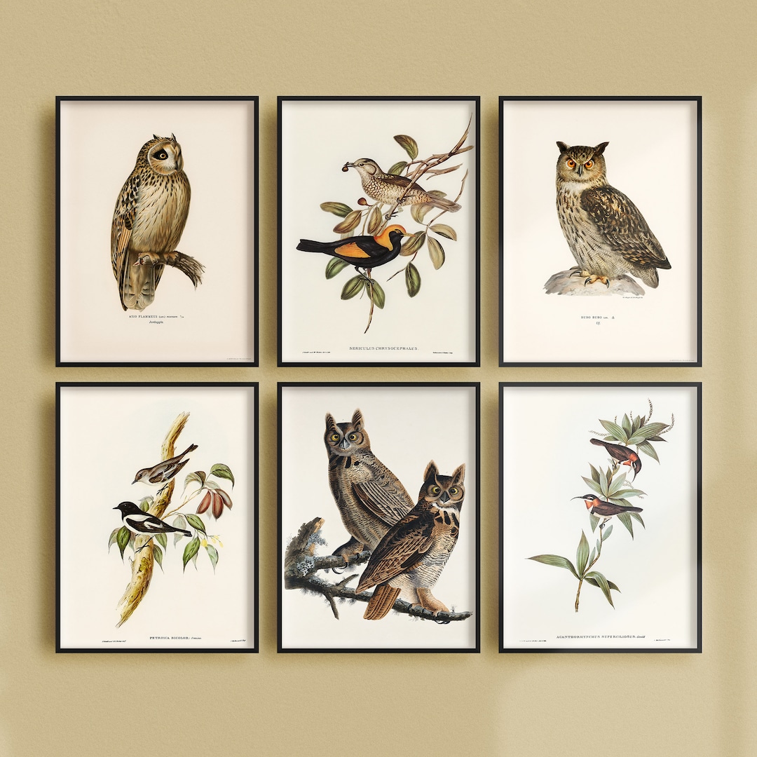 Set of 6 Vintage Birds Posters, Retro Birds Ads, Birds Antique Prints ...