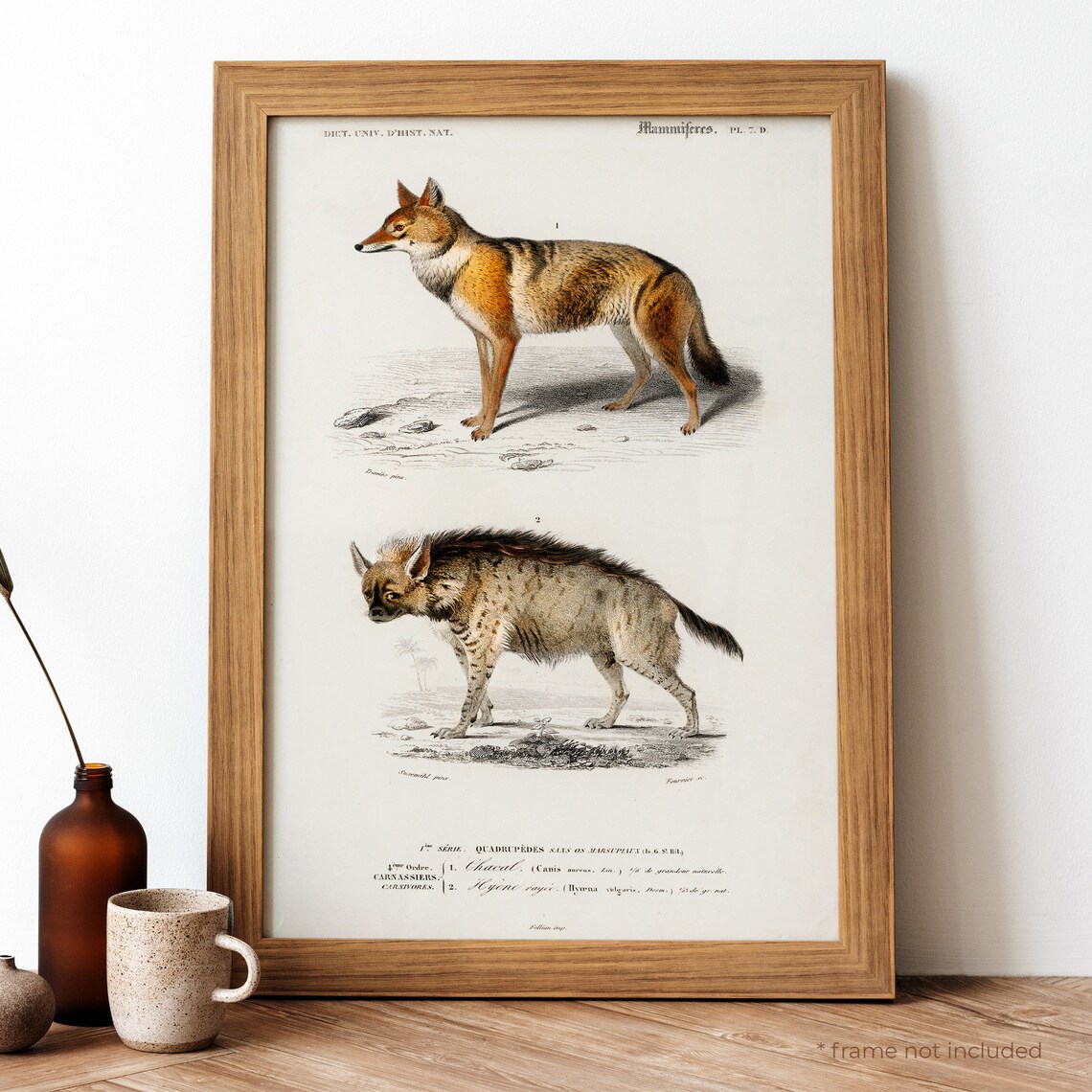 Canis Aureus Vintage Poster Golden Jackal Retro Print Golden - Etsy