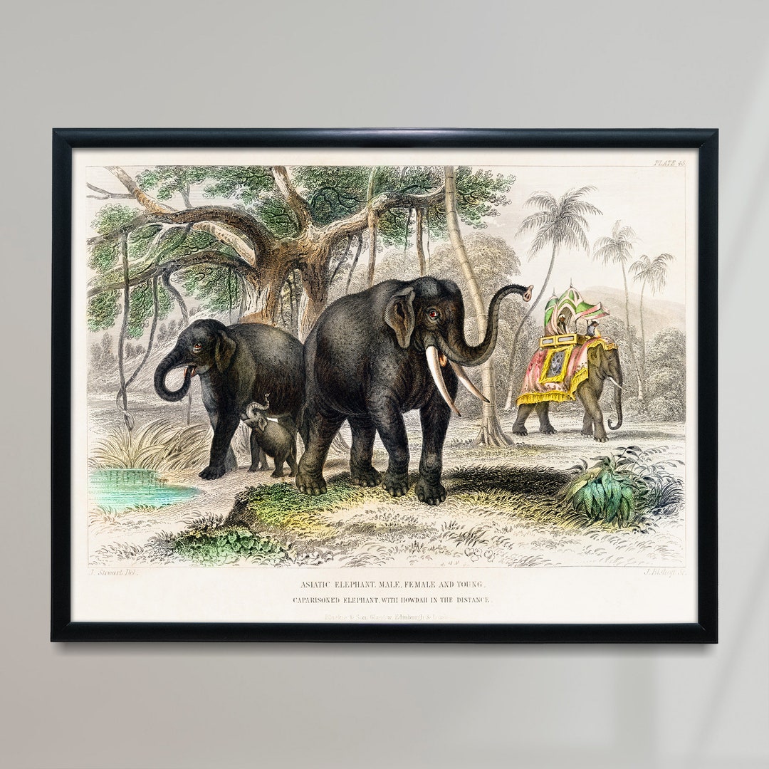 Asiatic & Caparisoned Elephant Vintage Poster, Elephants With a Calf ...