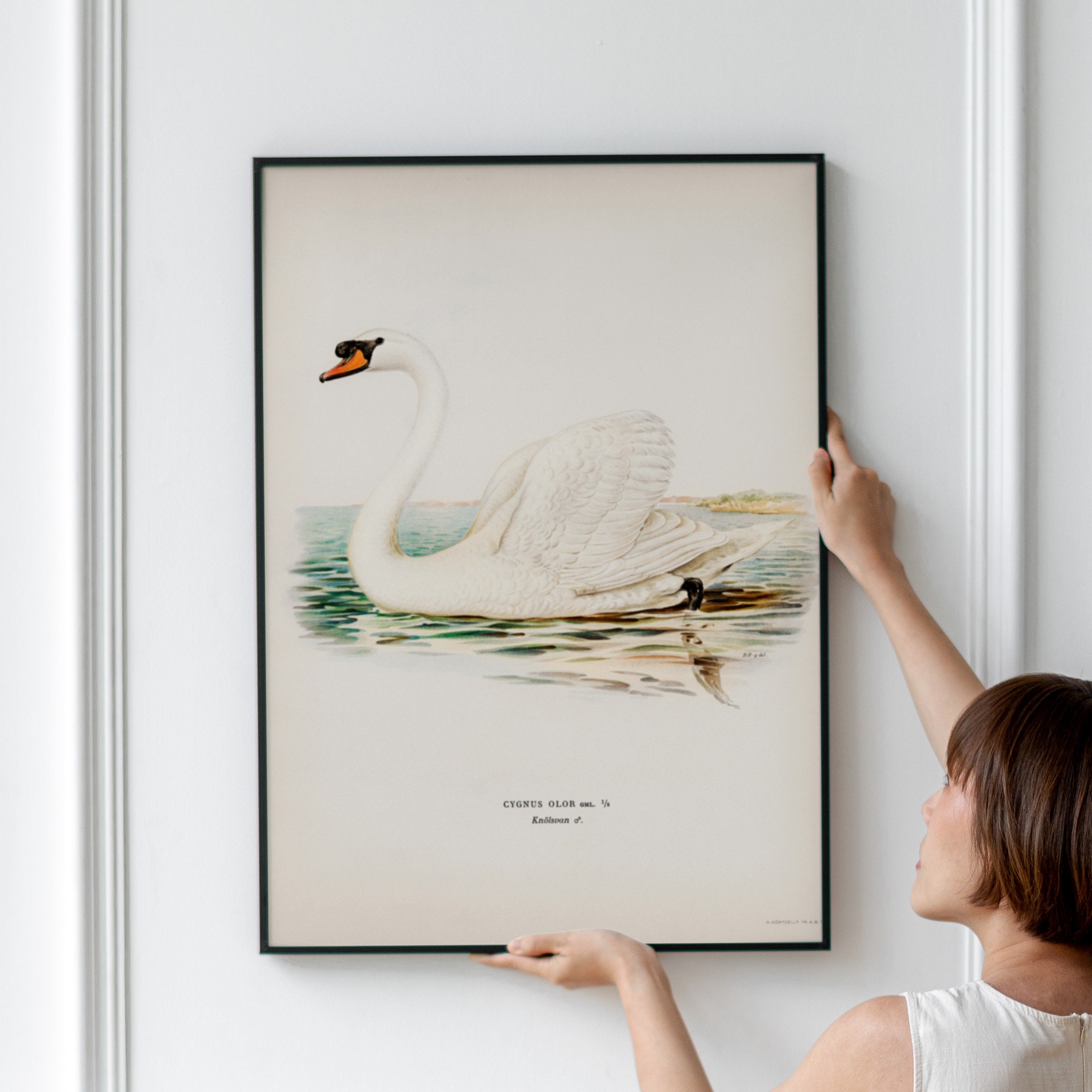 Digital Prints Vintage Male Swan Print Art & Collectibles etna.com.pe