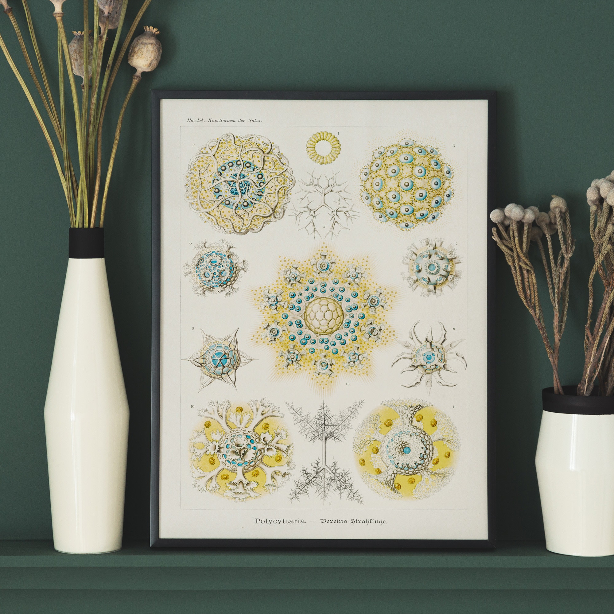 Ernst Haeckel Poster Marine Plankton Vintage Poster Marine - Etsy