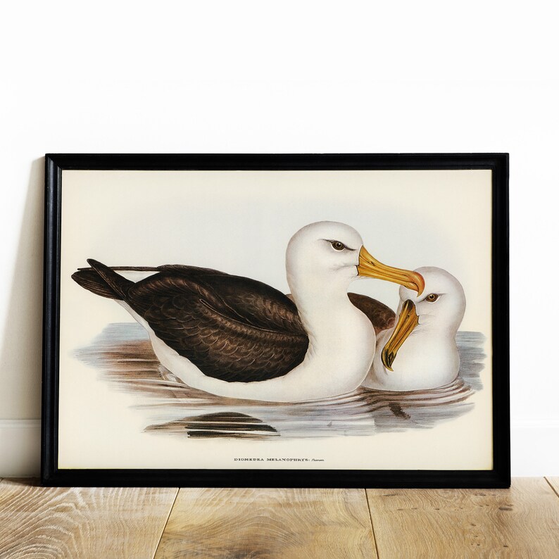 Black-eyebrowed Albatros Vintage Poster Albatrosses in the - Etsy