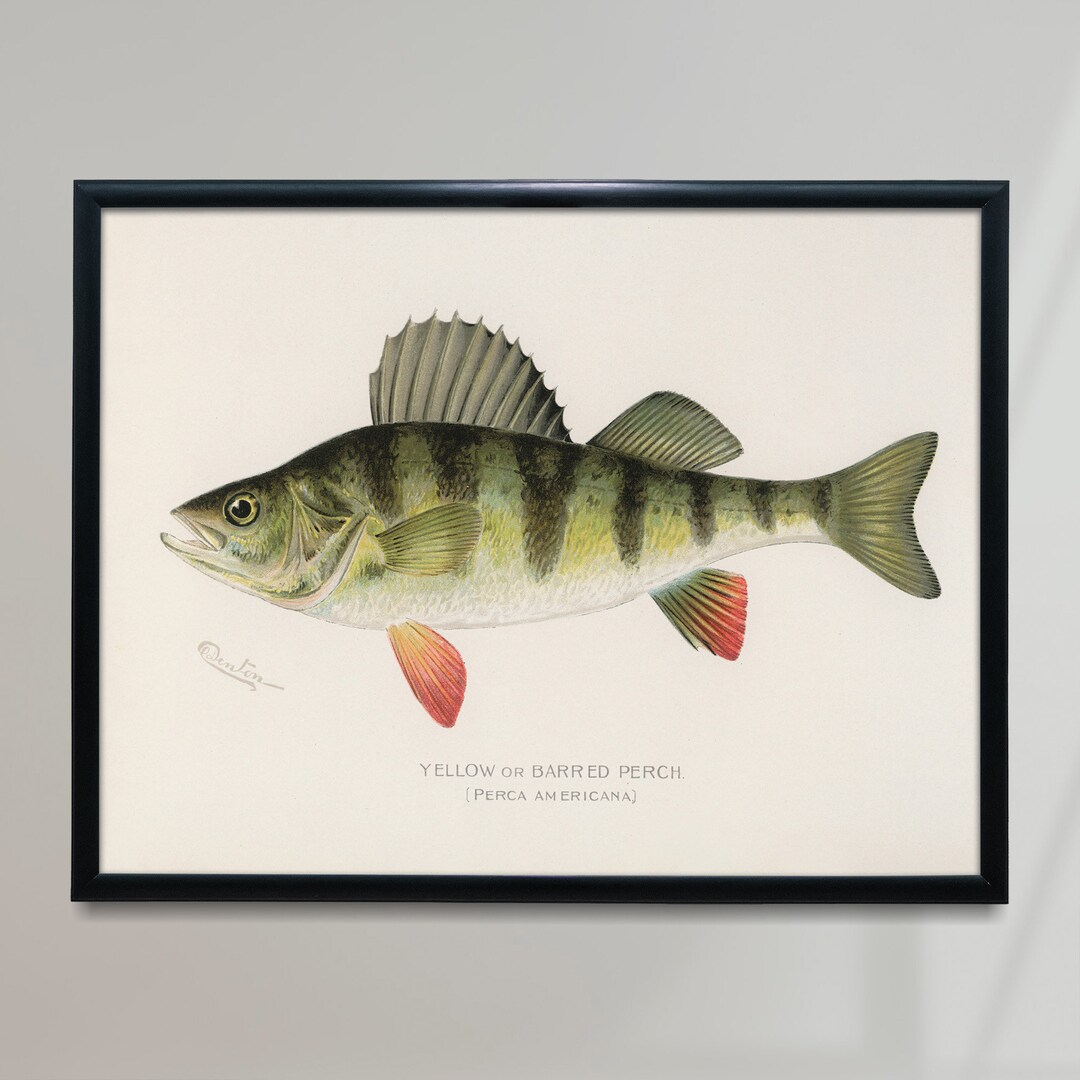 Yellow or Barred Perch Vintage Poster, Green Fish Print, Green Fish ...