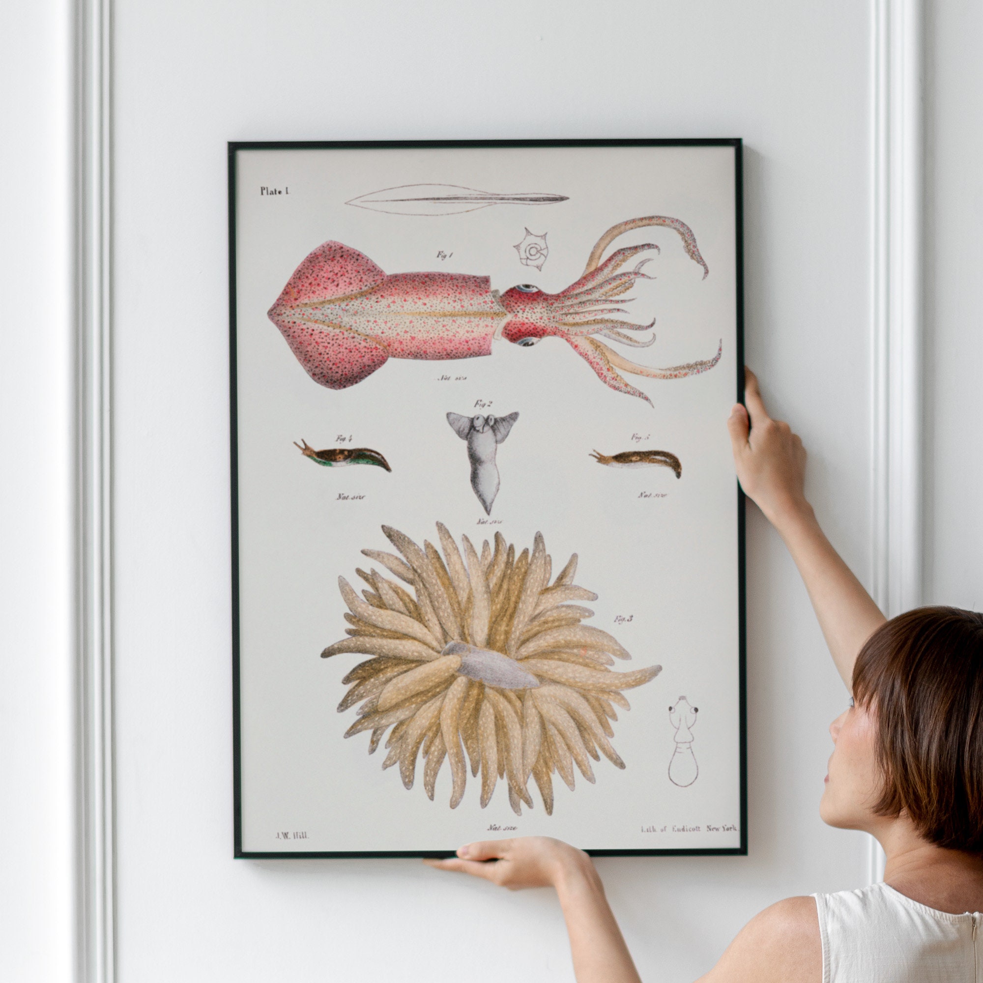 Different Types of Squids Vintage Poster Mix of Squids Retro - Etsy