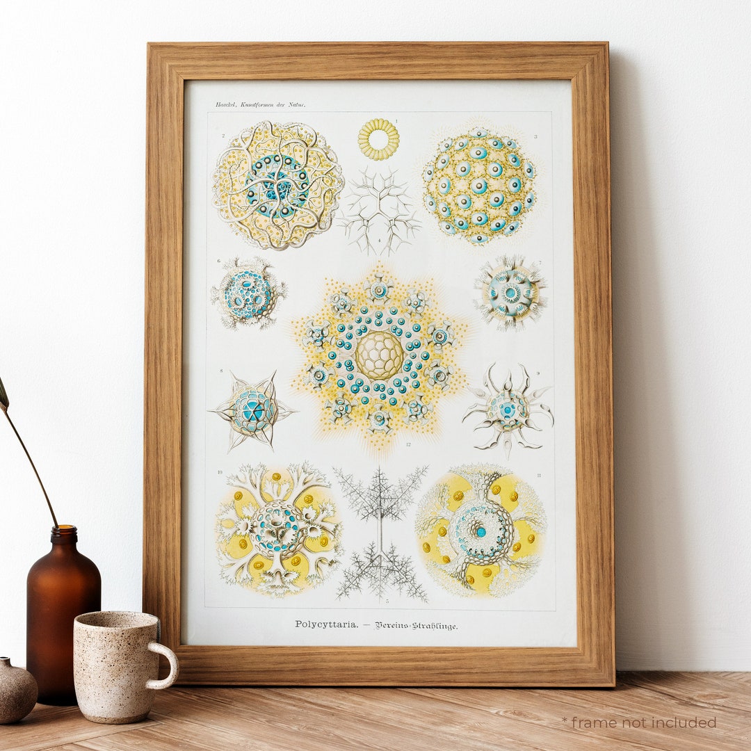 Ernst Haeckel Poster, Marine Plankton Vintage Poster, Marine Plankton ...