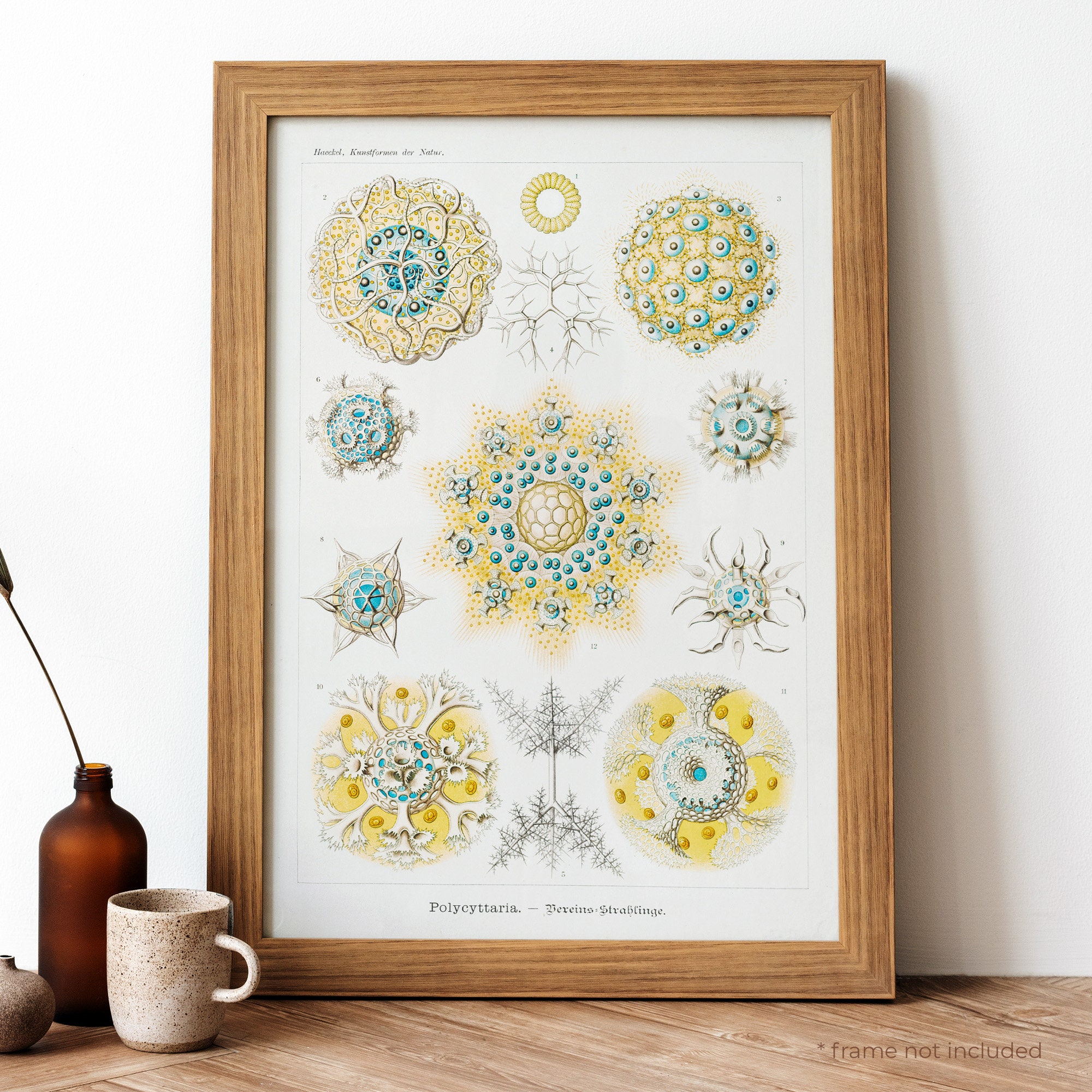 Ernst Haeckel Poster Marine Plankton Vintage Poster Marine - Etsy