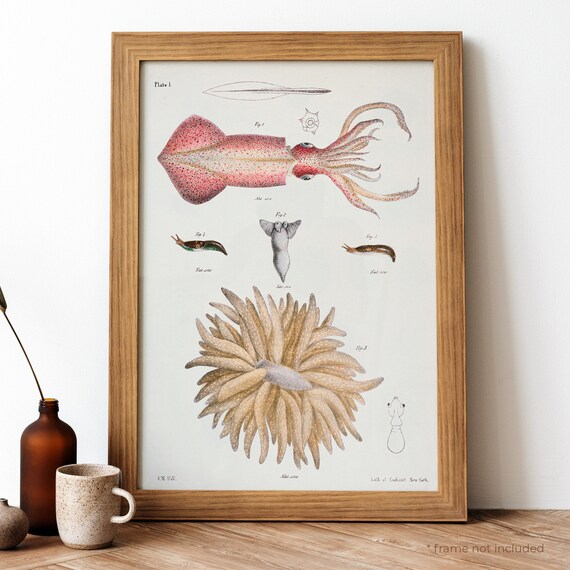 Different Types of Squids Vintage Poster Mix of Squids Retro - Etsy