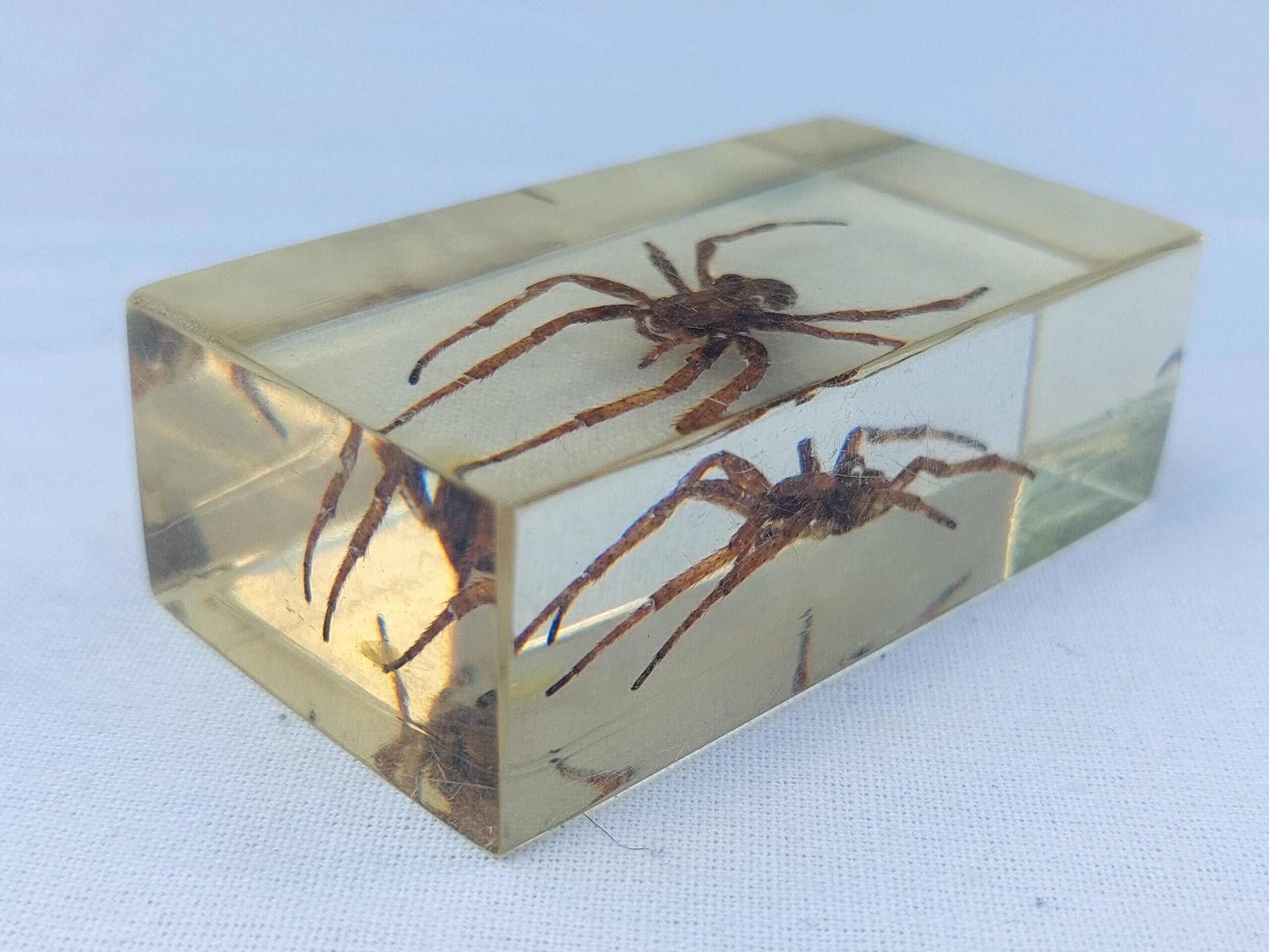 Spider Resin Acrylic, Paperweight Vintage Spider Sculpture, Taxidermy ...