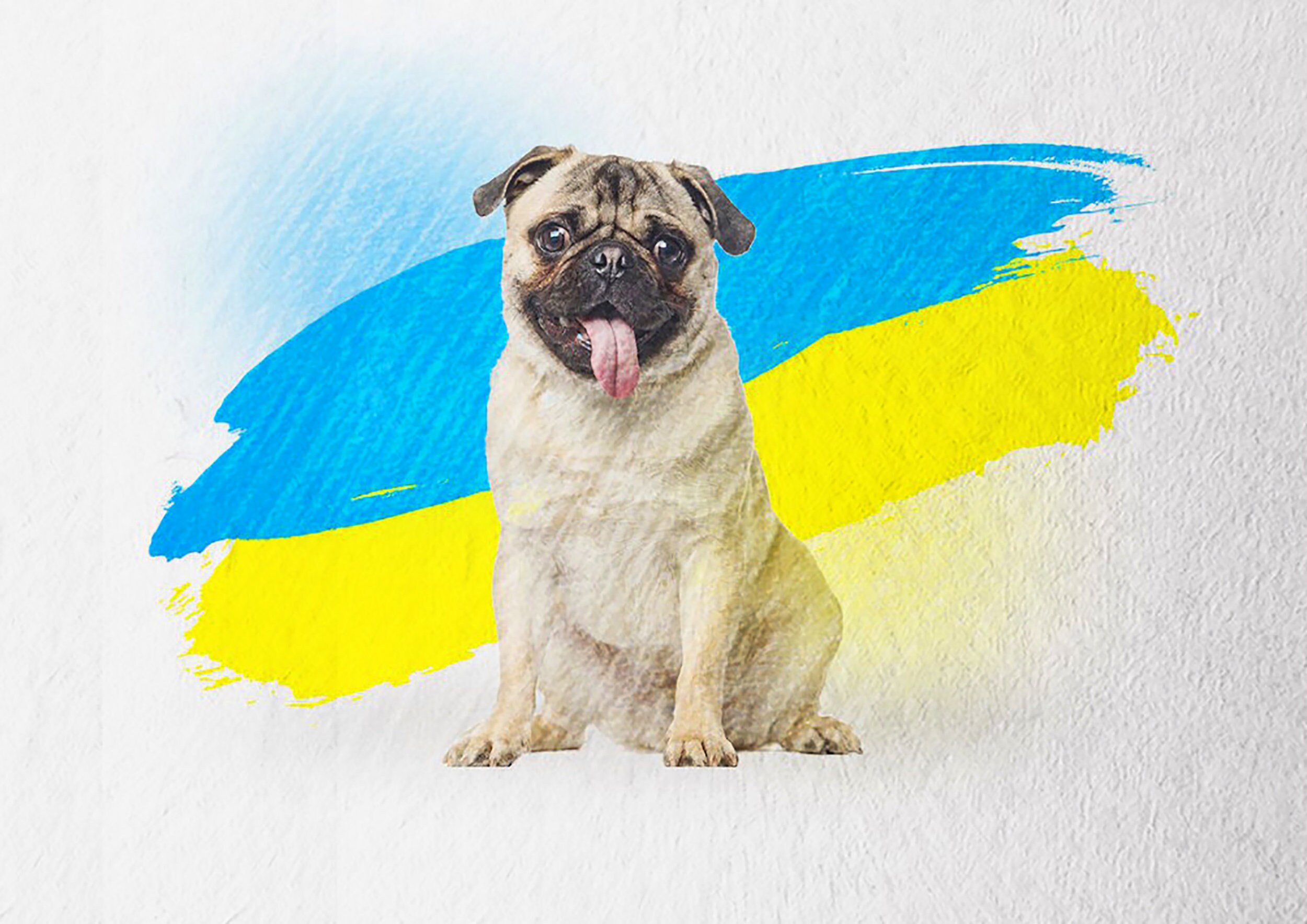 Ukraine Dog, Ukraine Pug, Ukraine Flag, Ukraine Digital Art, Yellow and ...