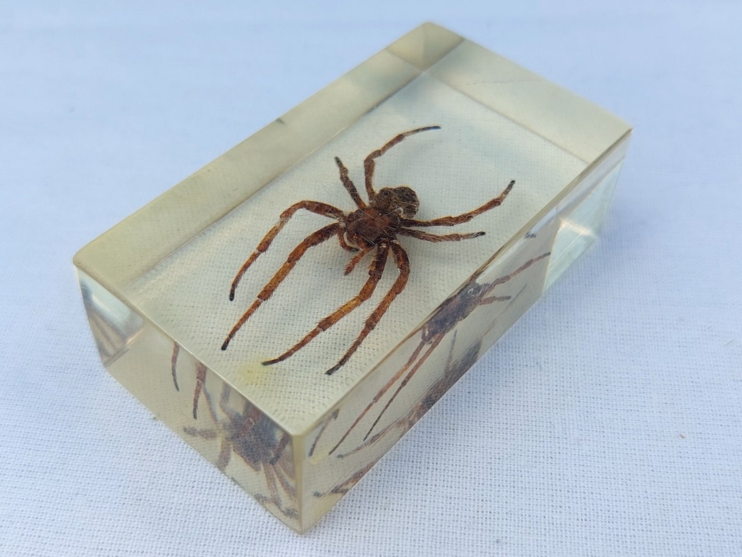 Spider Resin Acrylic, Paperweight Vintage Spider Sculpture, Taxidermy ...