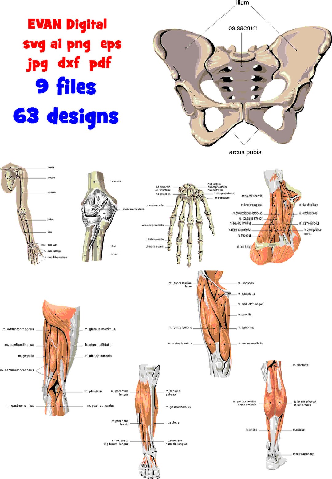 Anatomy Svg Ai Png Eps Dxf Pdf Jpg Anatomy 1 Svg Human Anatomy Svg ...