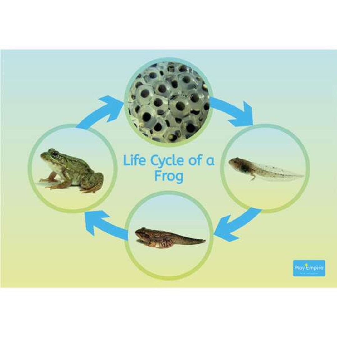 Tableros del ciclo de vida de una rana - Etsy España