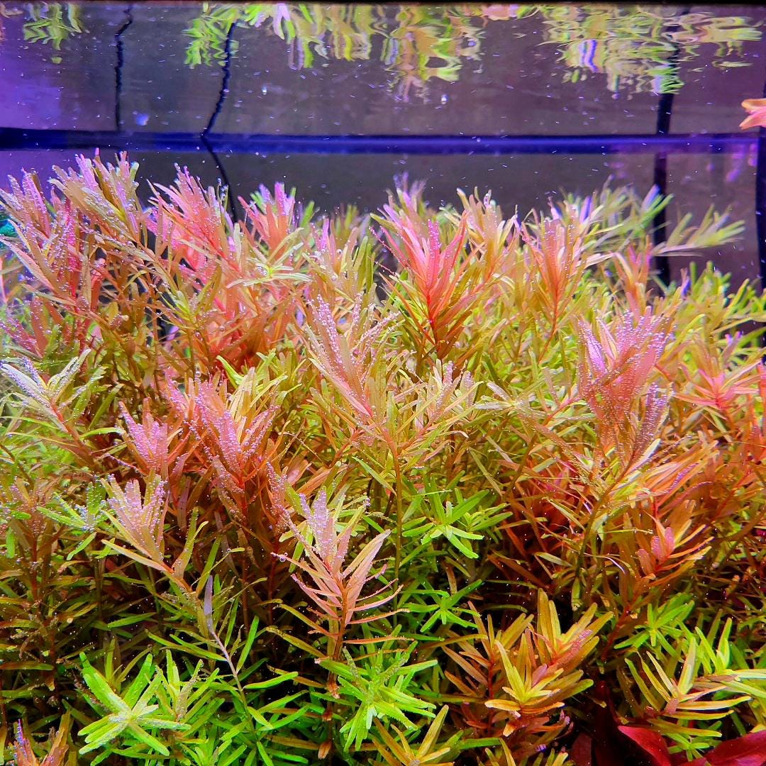 Rotala Rotundifolia: Easy Aquarium Plant - Etsy