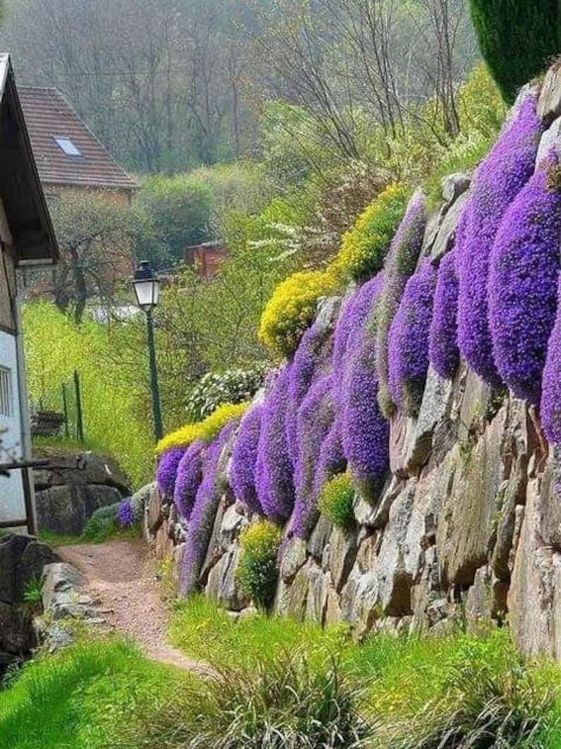 Creeping Aromatic Flowers – Ground Covering Fragrance for Your Garden ...