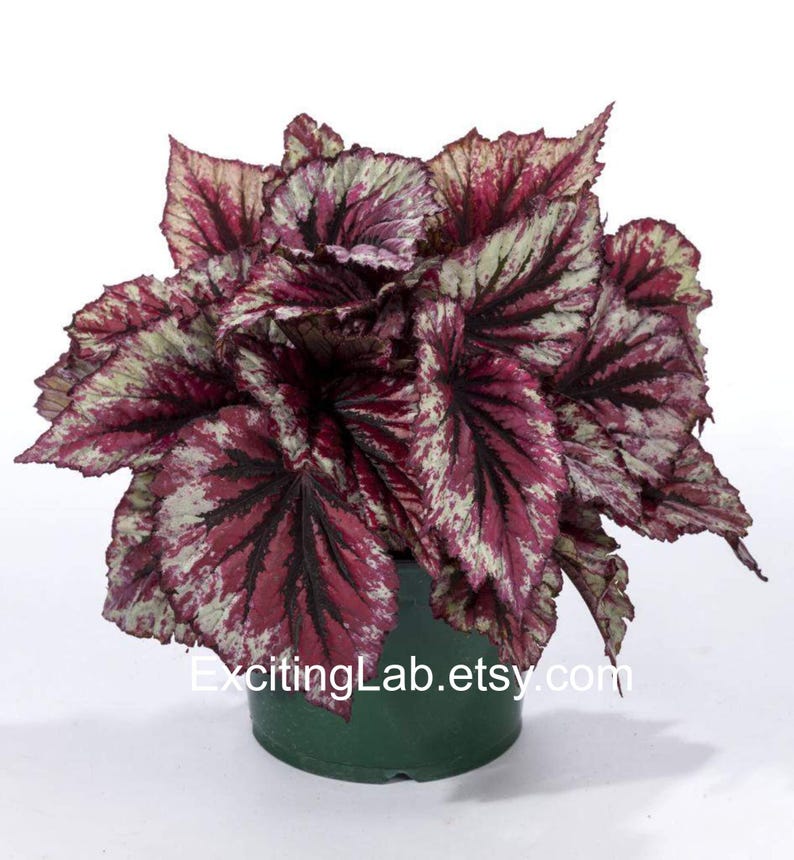 Begonia Rex Seeds – Bold Colorful Foliage Plant for Indoor and Shade ...