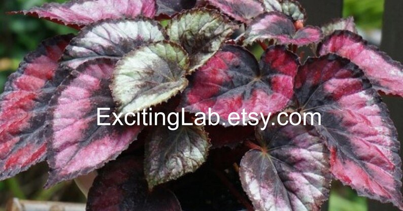 Begonia Rex Seeds – Bold Colorful Foliage Plant for Indoor and Shade ...