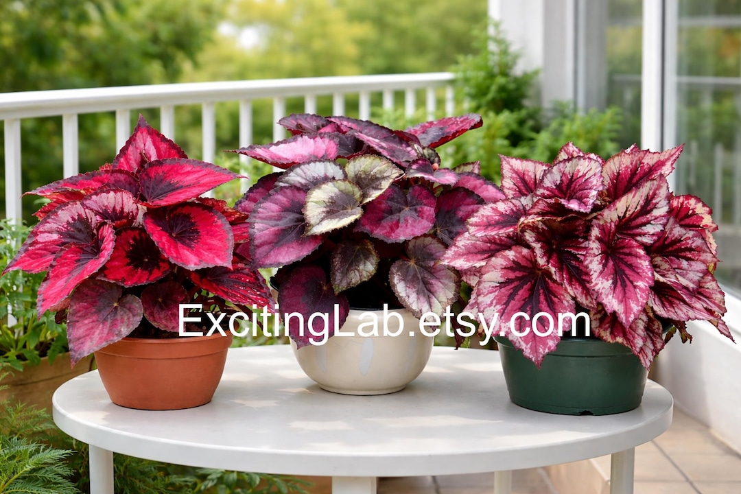Begonia Rex Seeds – Bold Colorful Foliage Plant for Indoor and Shade ...