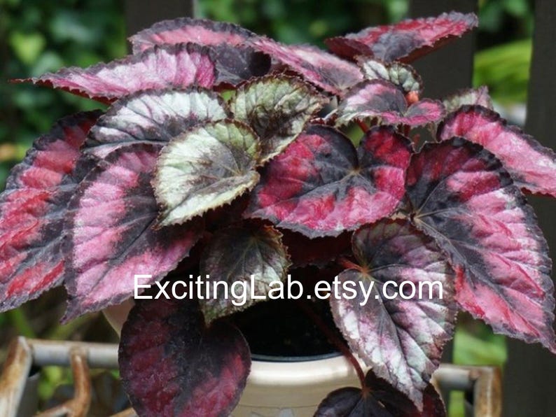 Begonia Rex Seeds – Bold Colorful Foliage Plant for Indoor and Shade ...