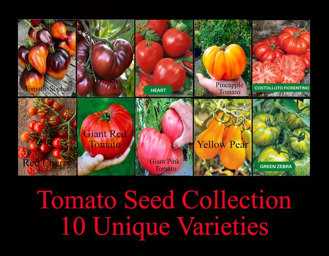 Tomato Seeds Mix – 10 Different Varieties, 50 Seeds, Heirloom & Exotic ...