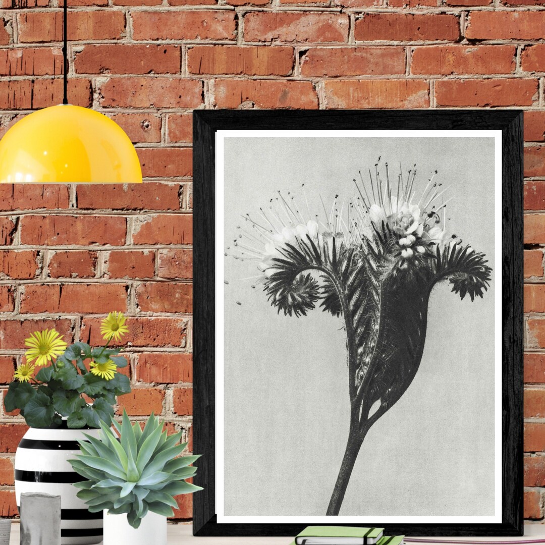 Lacy Phacelia Photo by Karl Blossfeldt ,wall Art, Plant Photos, Poster ...