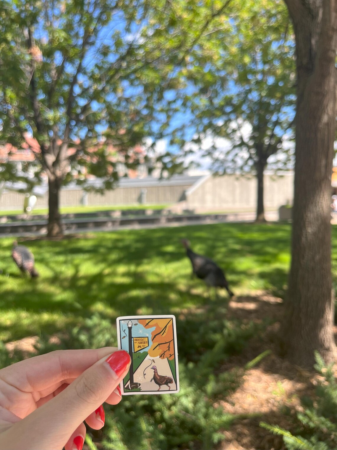 University of Minnesota Sticker, UMN Sticker, Campus Sticker, Durable ...