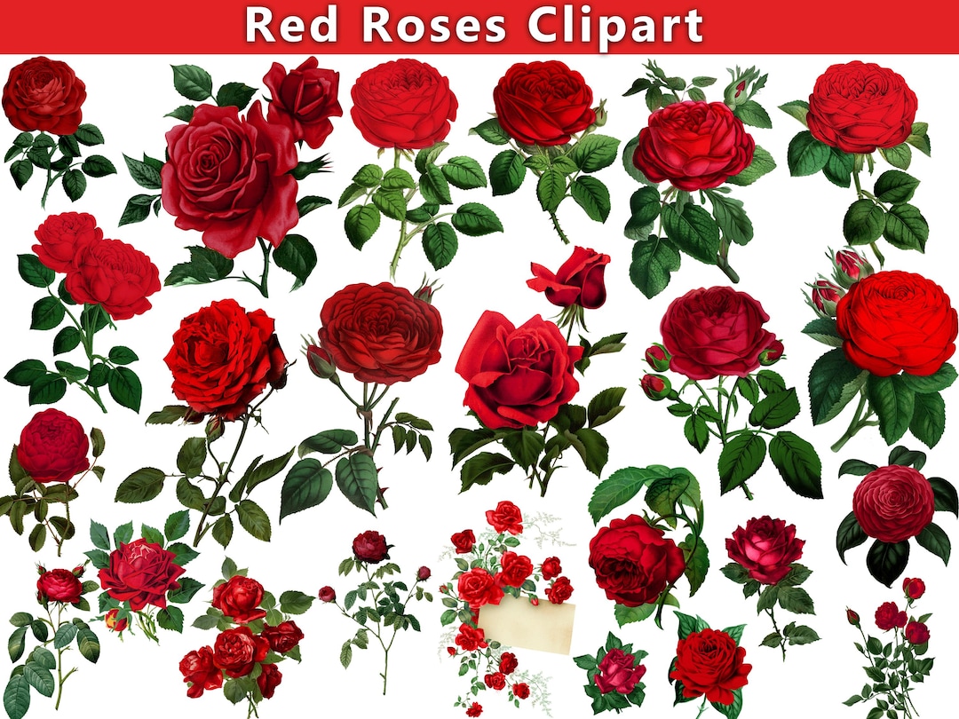 Red Roses Watercolor Clipart: PNG Bundle for Sublimation (digital ...