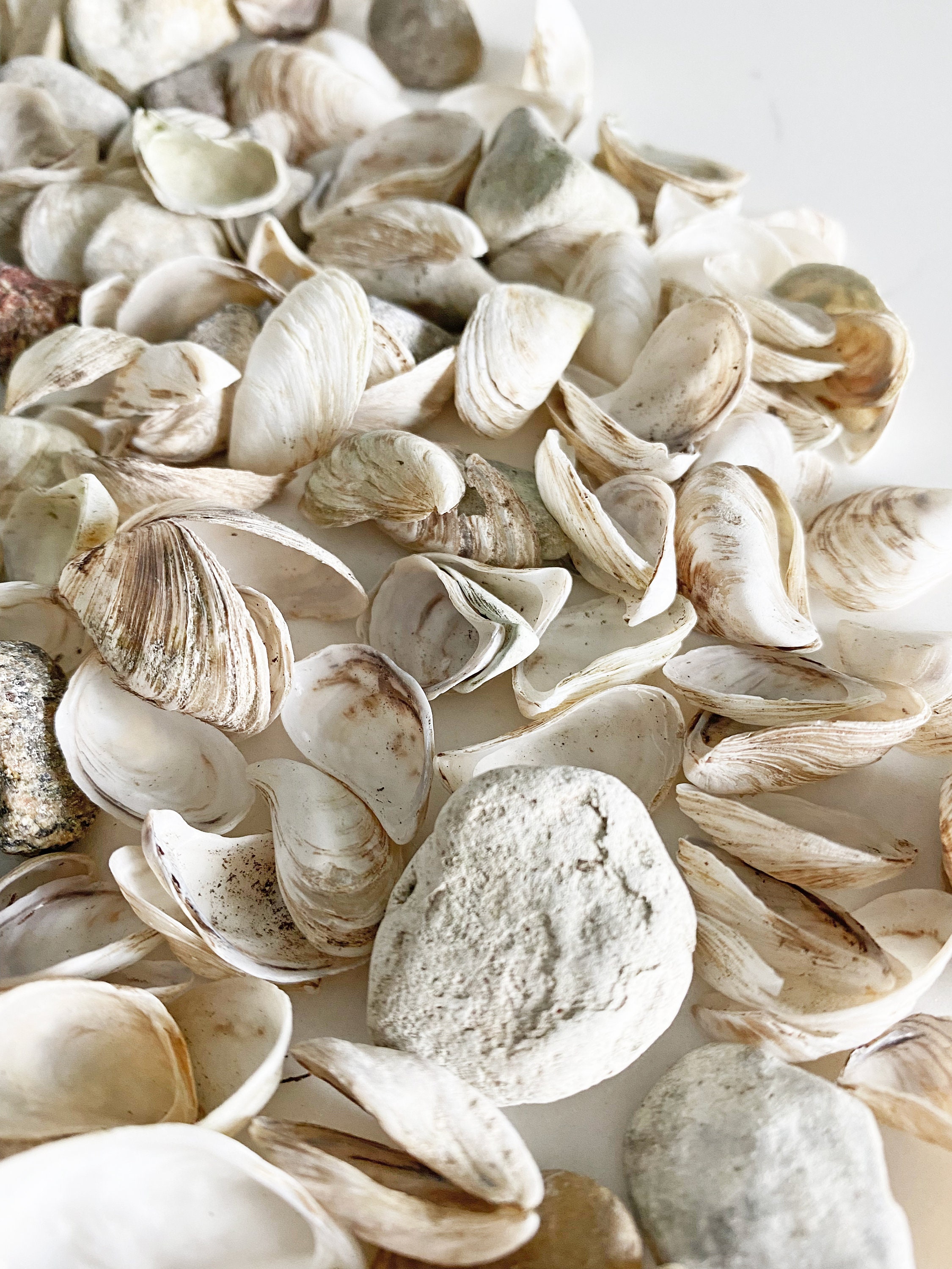 White Seashells 500 Small White Shells Fresh Water Shells Home Decor ...