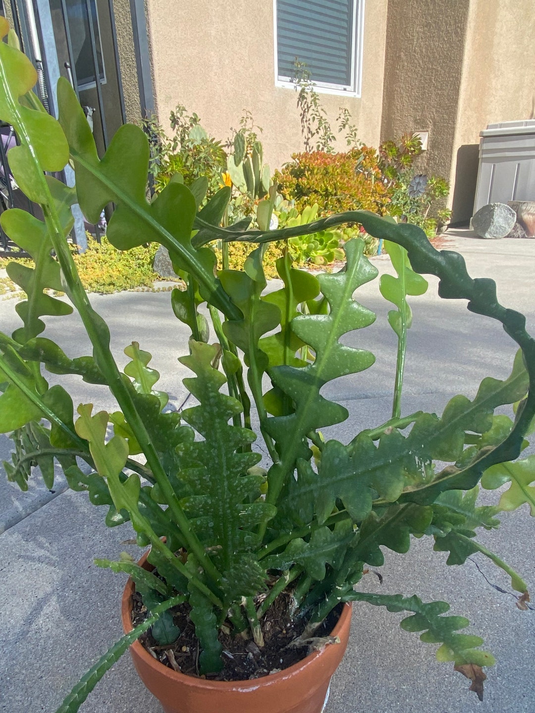 Zigzag/ Fish Bone Succulent - Etsy