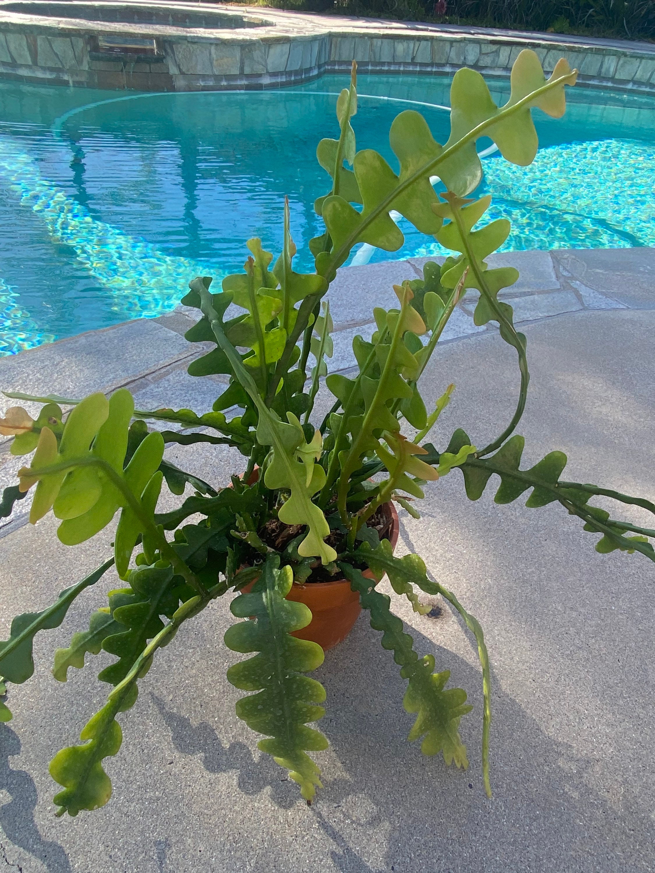 Zigzag/ Fish Bone Succulent - Etsy